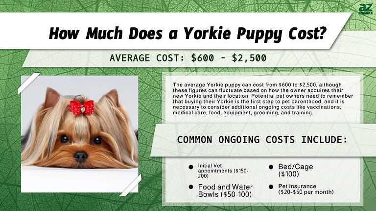 Yorkie Prices in 2024: Purchase Cost, Vet Bills, and More! - A-Z Animals