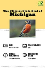 Discover the Official State Bird of Michigan - A-Z Animals