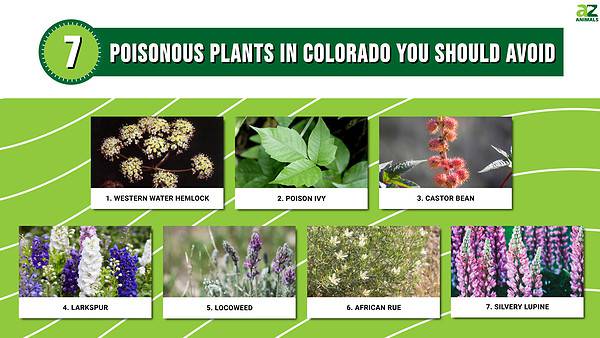 Discover 7 Poisonous Plants in Colorado You Should Avoid - A-Z Animals