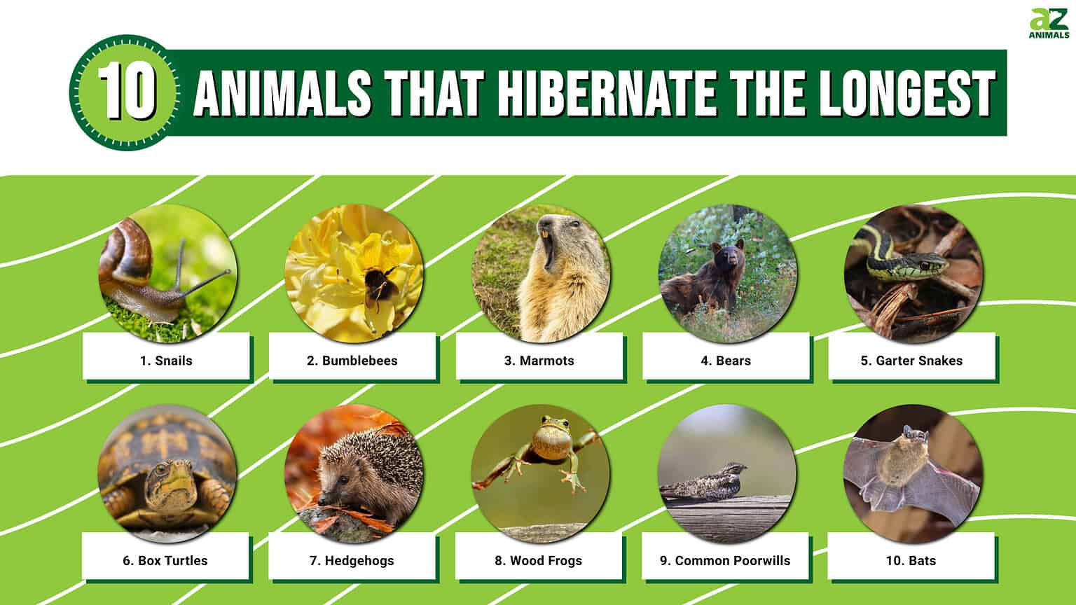 10 Animals That Hibernate the Longest (Bears Are Not #1!) - A-Z Animals