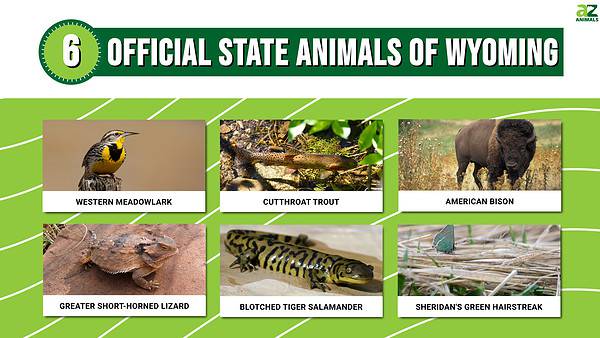 Discover the 6 Official State Animals of Wyoming - A-Z Animals
