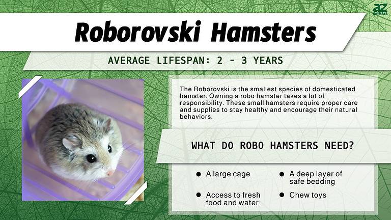 Roborovski Dwarf Hamster: Pet Care Guide, Lifespan, Cost, and Important Facts - A-Z Animals