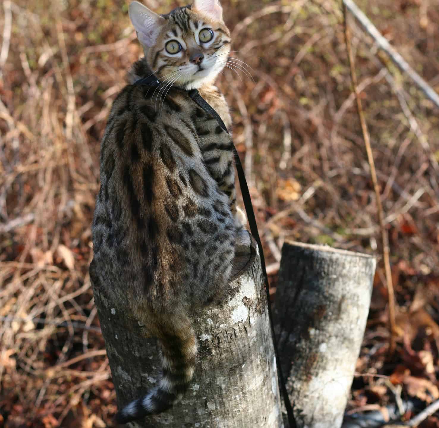 Bengal Cat Progression: Growth Chart, Milestones, and Care Tips - A-Z ...