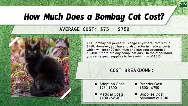 Bombay Cat Prices in 2024: Purchase Cost, Vet Bills, and Other Costs ...