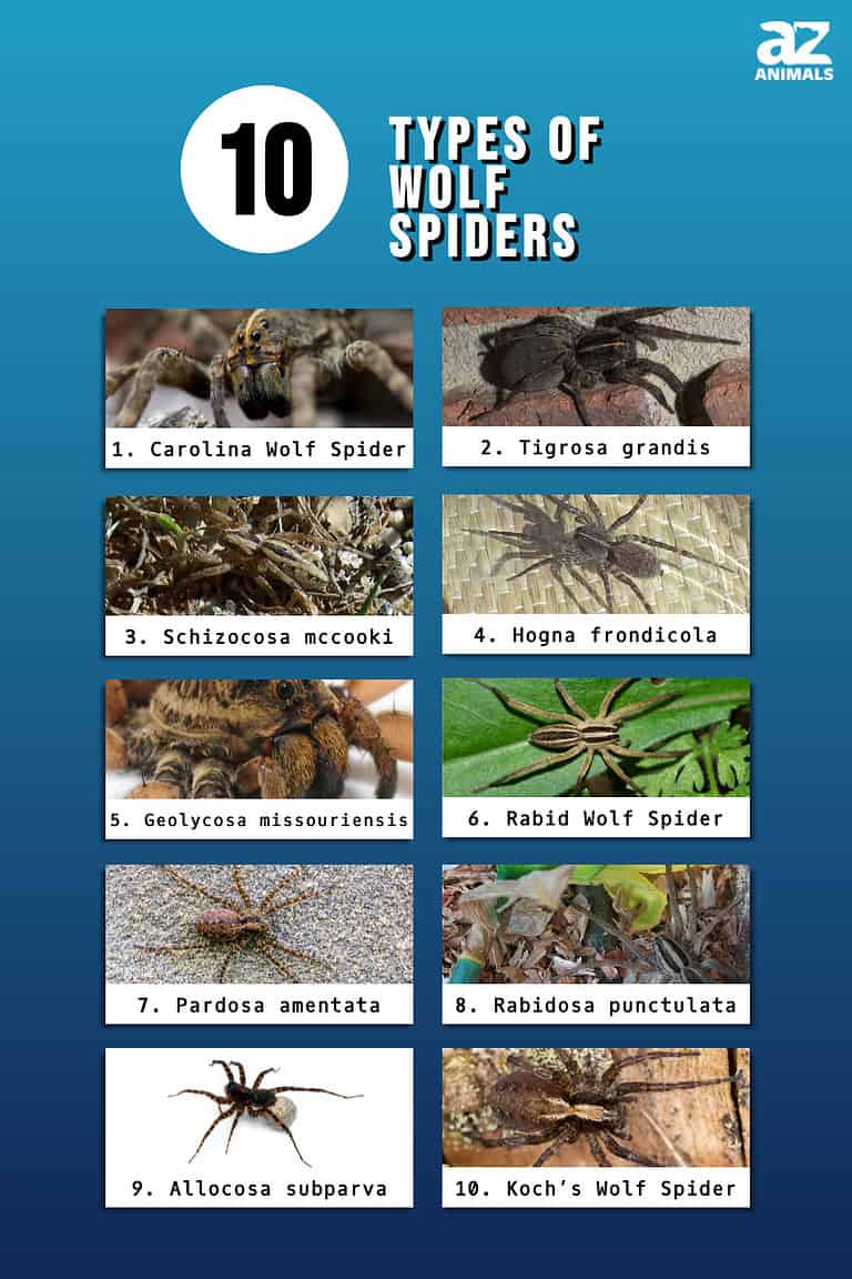 Discover 10 Types of Wolf Spiders - A-Z Animals