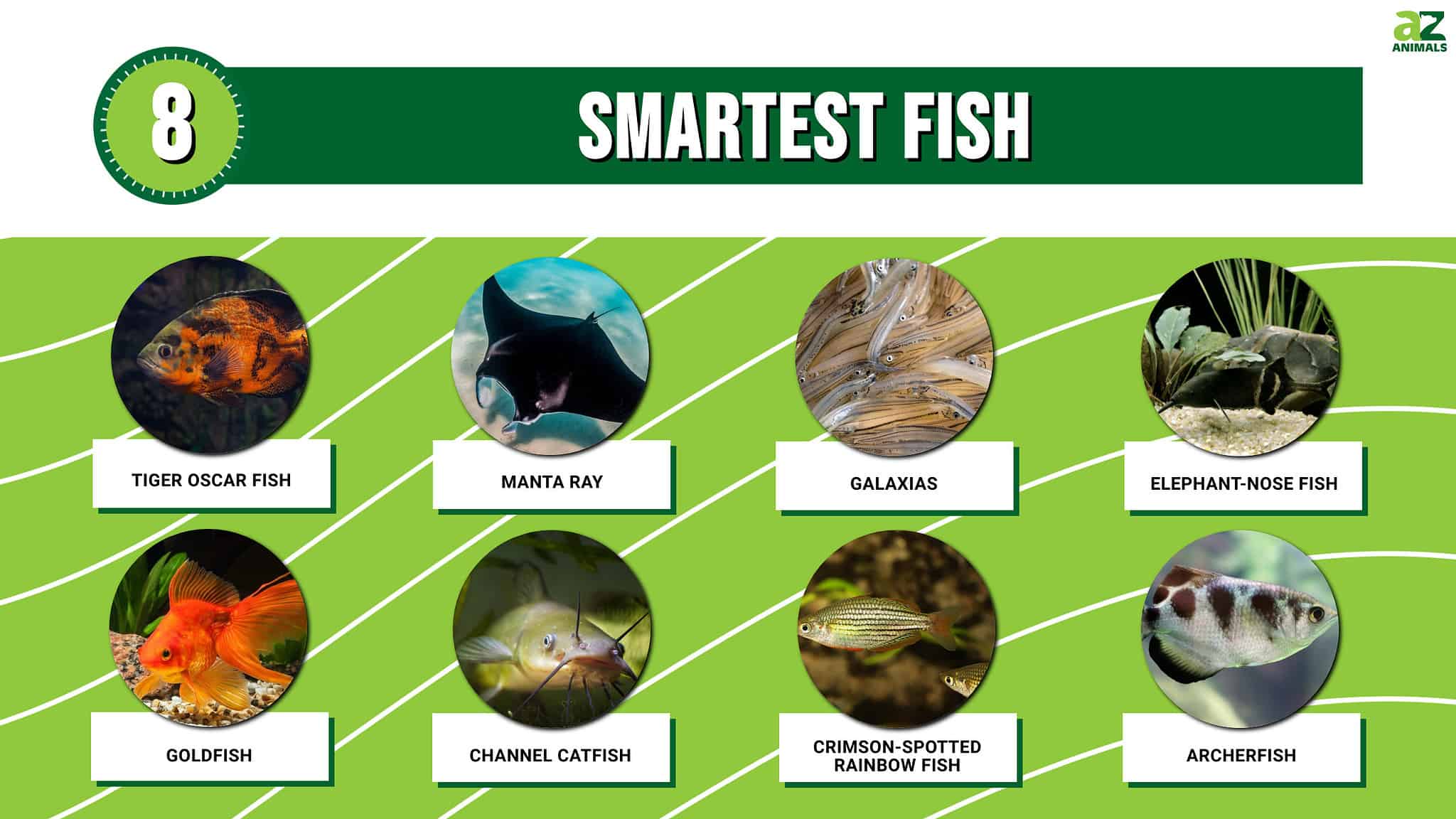 8 Incredibly Smart Fish and the Amazing Things They Can Do - A-Z Animals