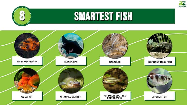 8 Incredibly Smart Fish and the Amazing Things They Can Do - A-Z Animals