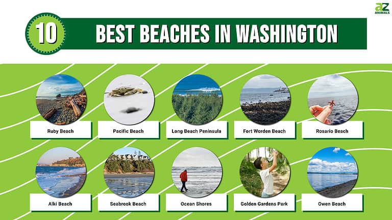 The 10 Best Beaches in Washington - A-Z Animals