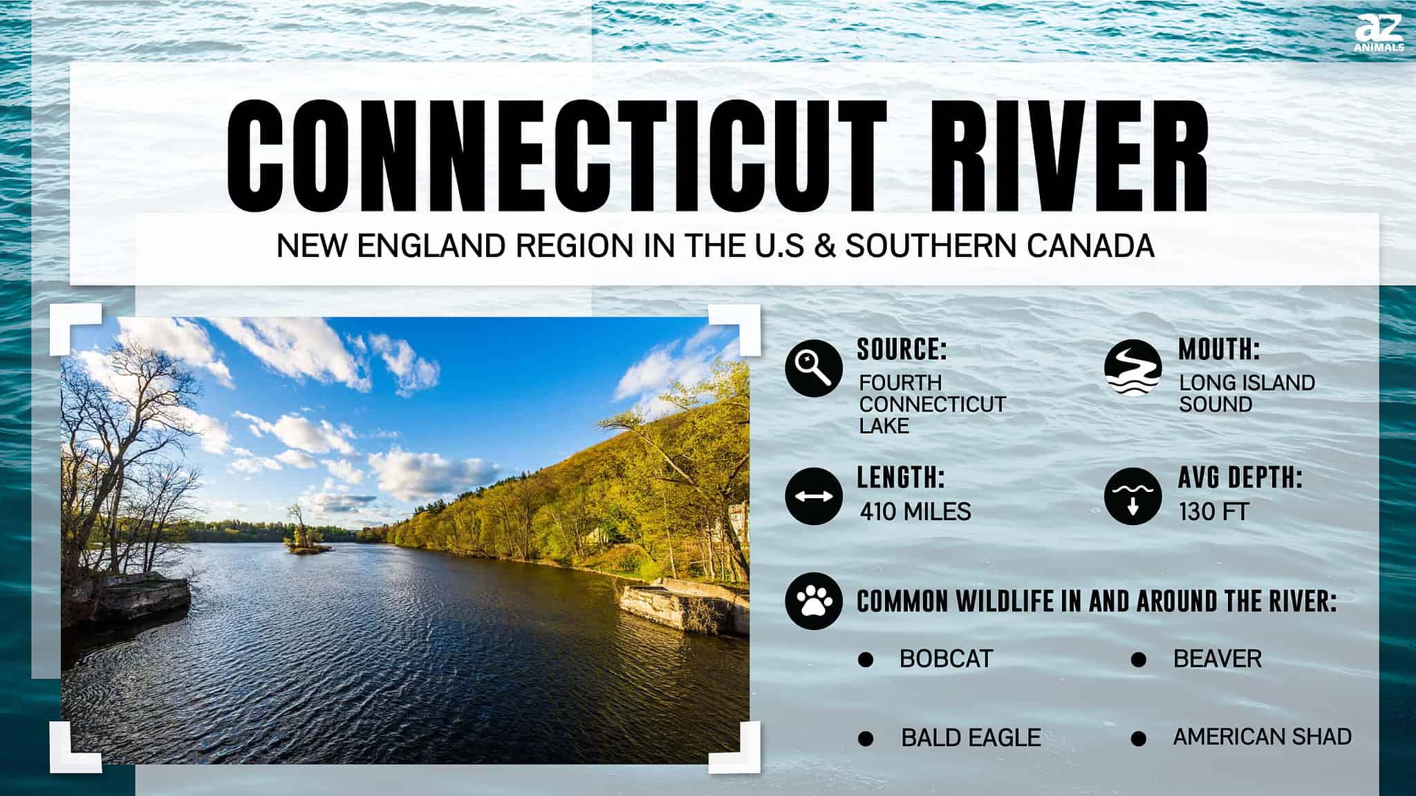 What's in the Connecticut River and Is Is Safe to Swim In? - A-Z Animals