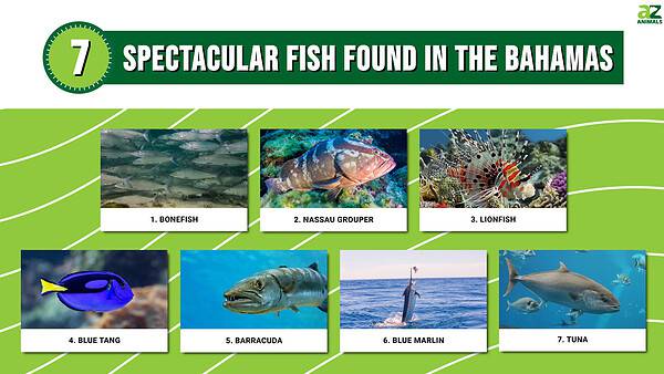 Discover 7 Spectacular Fish Found in the Bahamas - A-Z Animals