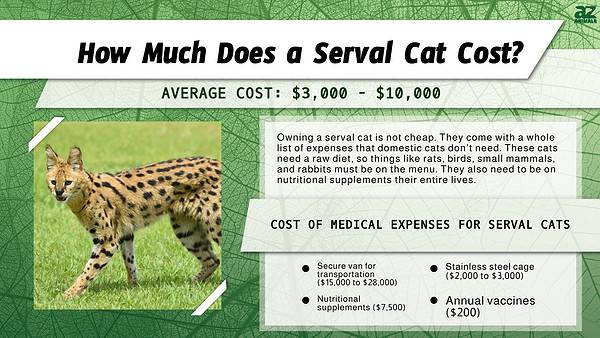 Serval Cat Prices in 2024: Purchase Cost, Vet Bills, and Other Costs ...