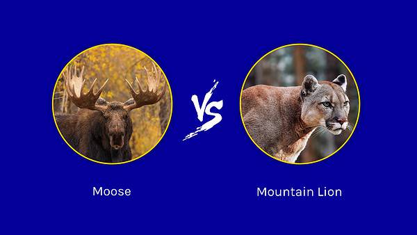 The World’s Biggest Moose vs. A Hungry Mountain Lion: Who Wins a Fight ...