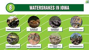 Beware of These 8 Water Snakes in Iowa - A-Z Animals