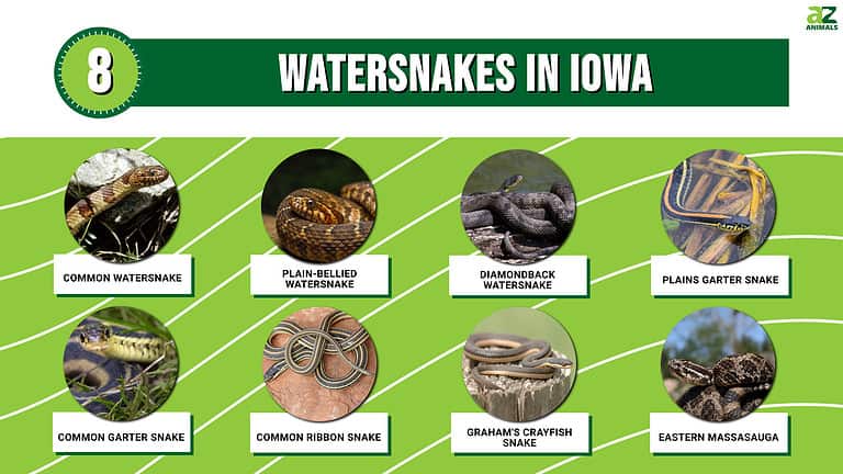 Beware of These 8 Water Snakes in Iowa - A-Z Animals