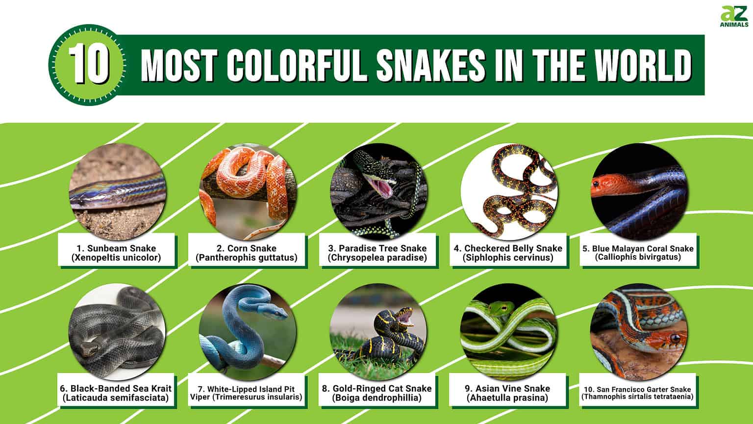 Discover The 10 Most Colorful Snakes in the World - A-Z Animals