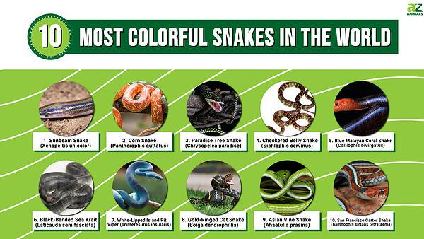 Discover The 10 Most Colorful Snakes in the World - A-Z Animals