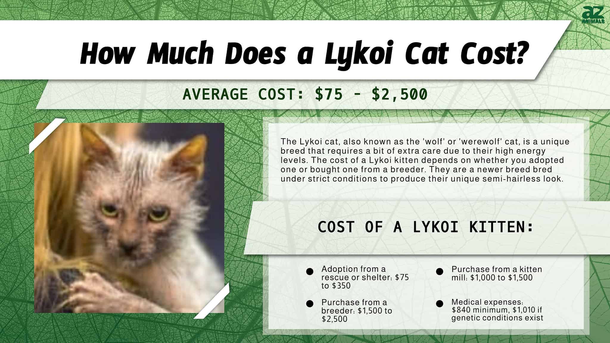 Lykoi Cat Prices in 2024: Purchase Cost, Vet Bills, & Other Costs - A-Z Animals