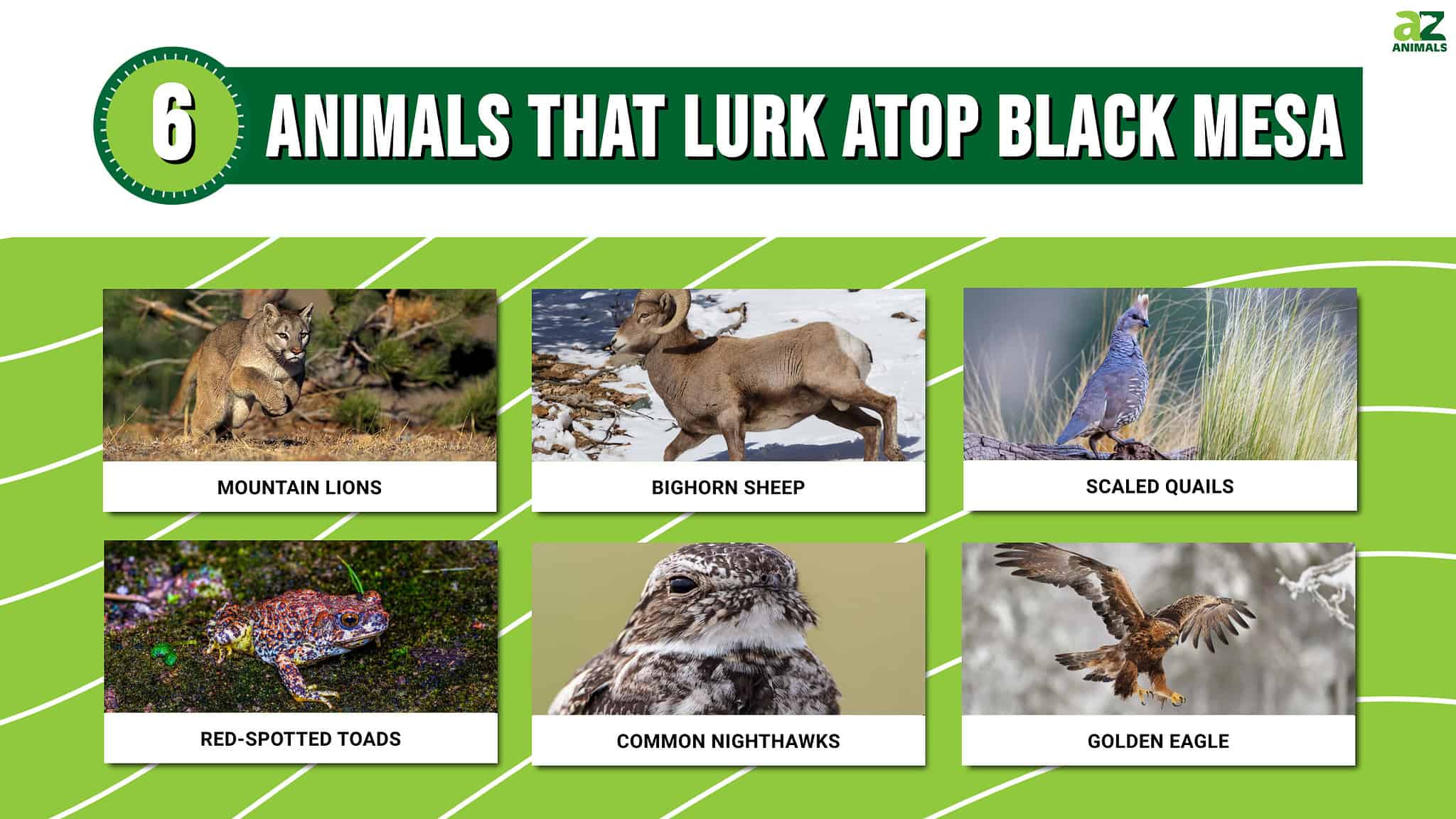 Discover 6 Animals That Lurk Atop Black Mesa - Oklahoma's Highest Point ...