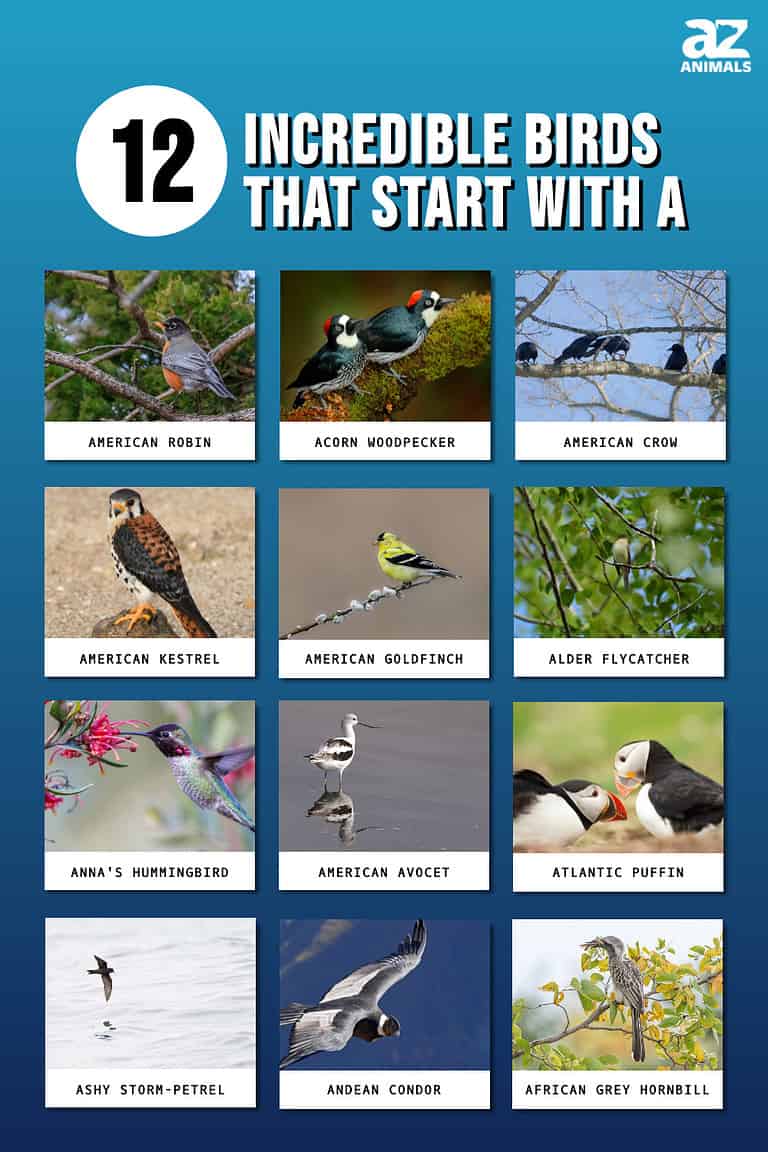Discover 12 Incredible Birds That Start With A - A-Z Animals