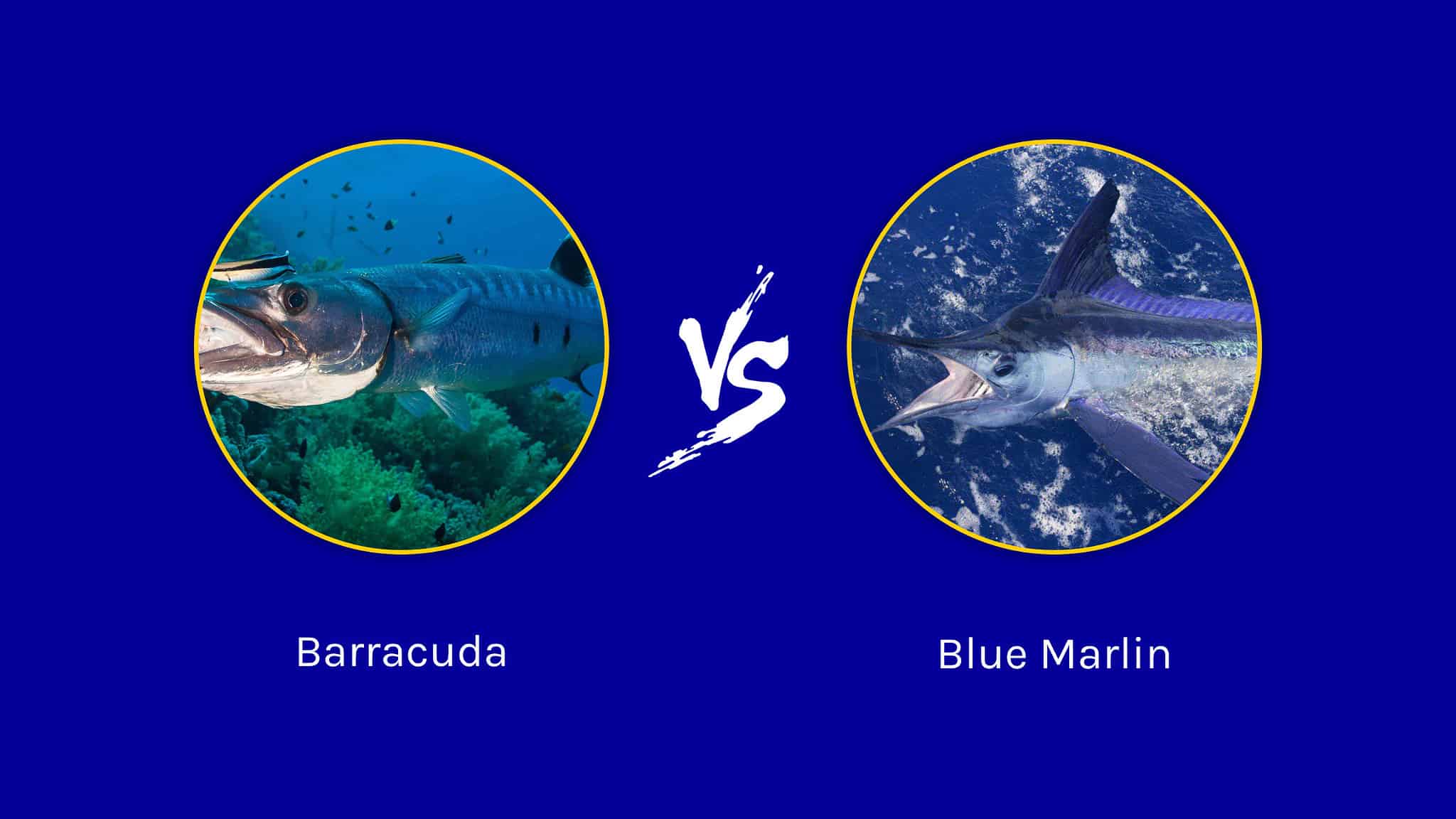 Epic Deep Sea Battles: Barracuda Vs Blue Marlin