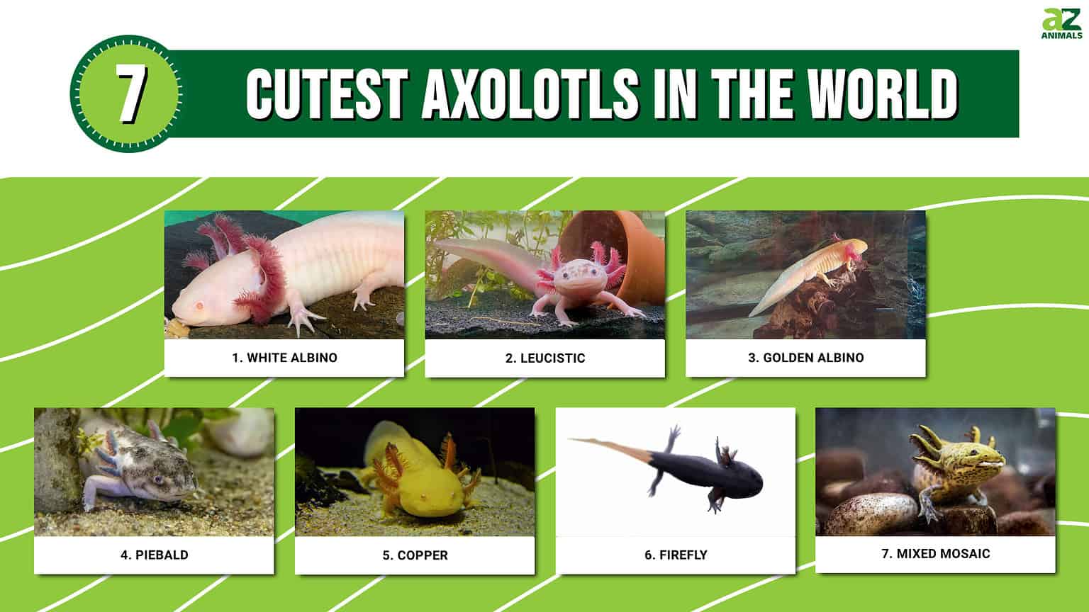 Meet The 7 Cutest Axolotls In The World - A-Z Animals