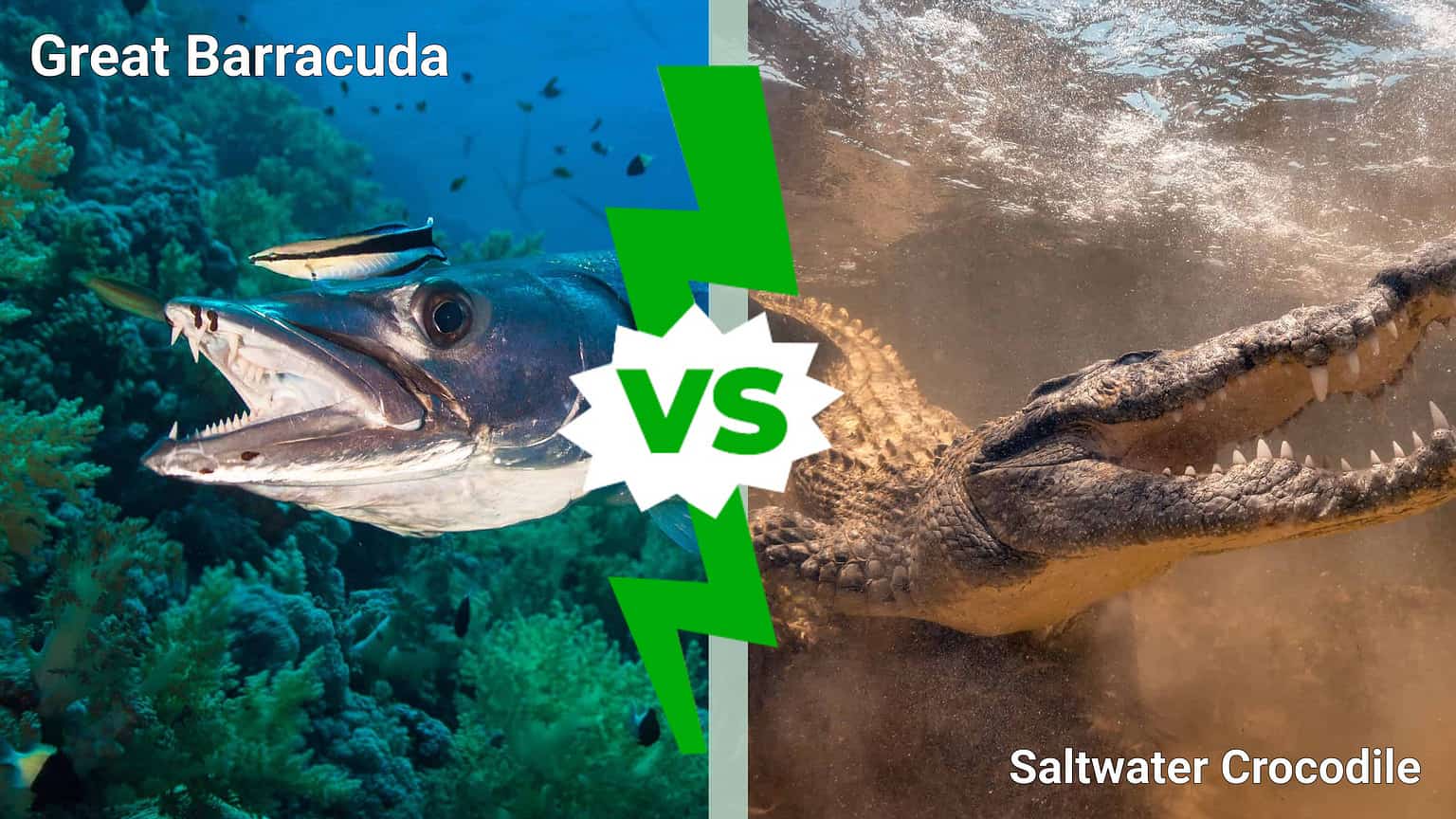 Epic Battles: The World's Largest Barracuda vs. Saltwater Crocodile - A ...