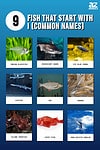 Explore 9 Fish That Start With I (Common Names) - A-Z Animals