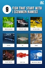 Explore 9 Fish That Start With I (Common Names) - A-Z Animals