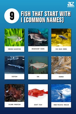 Explore 9 Fish That Start With I (Common Names) - A-Z Animals