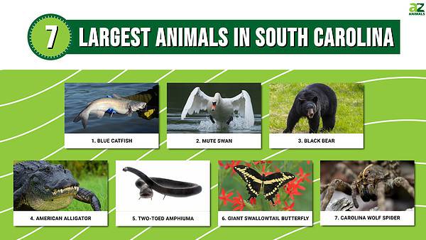 Discover The 7 Largest Animals In South Carolina, and Where You'll Find ...