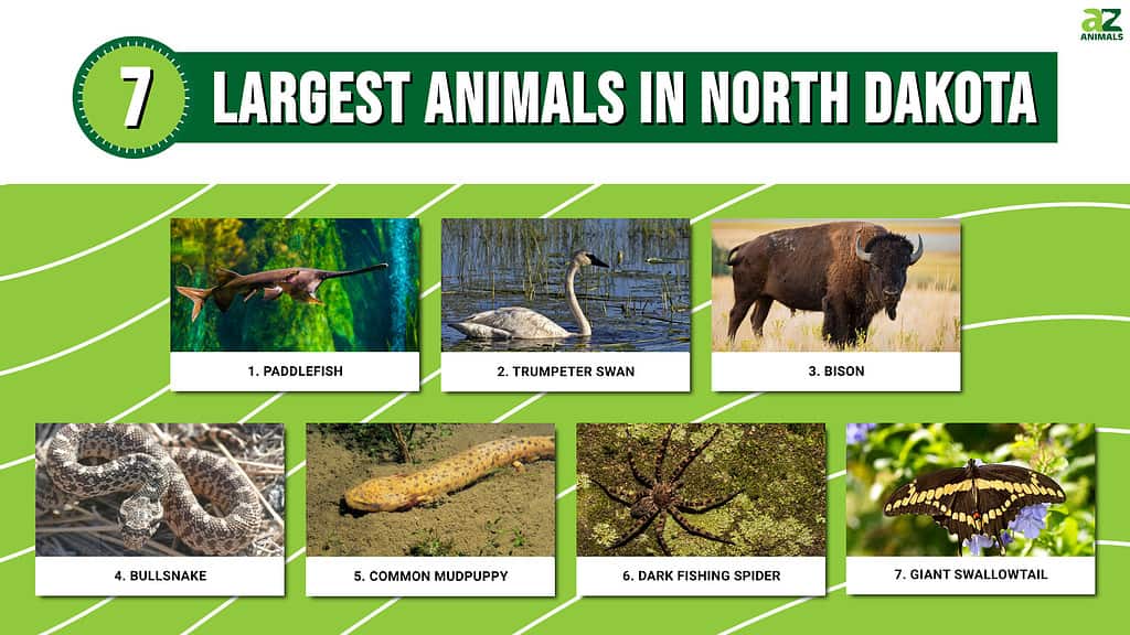 Discover The 7 Largest Animals In North Dakota, and Where You'll Find ...