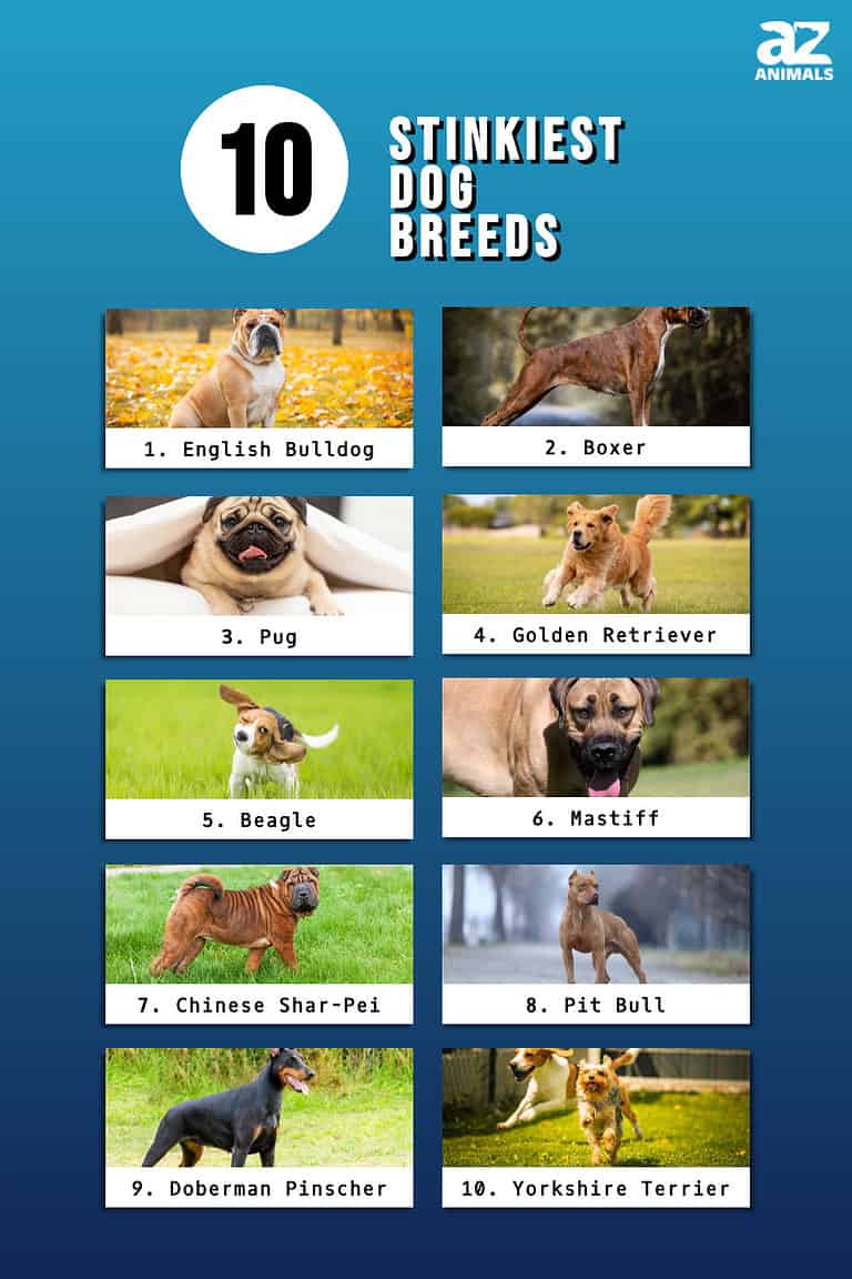 The 10 Stinkiest Dog Breeds That Fart a Lot - A-Z Animals