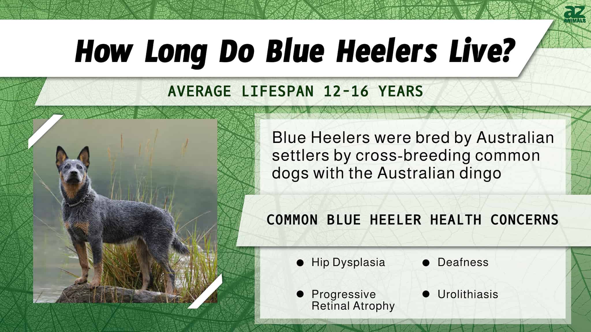 Blue Heeler Lifespan: How Long Do These Pups Live? - A-Z Animals