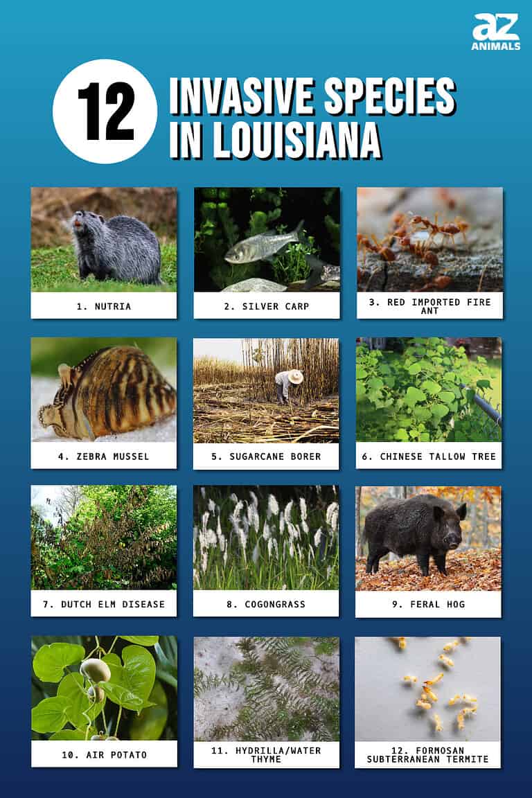 Discover 12 Invasive Species in Louisiana - A-Z Animals