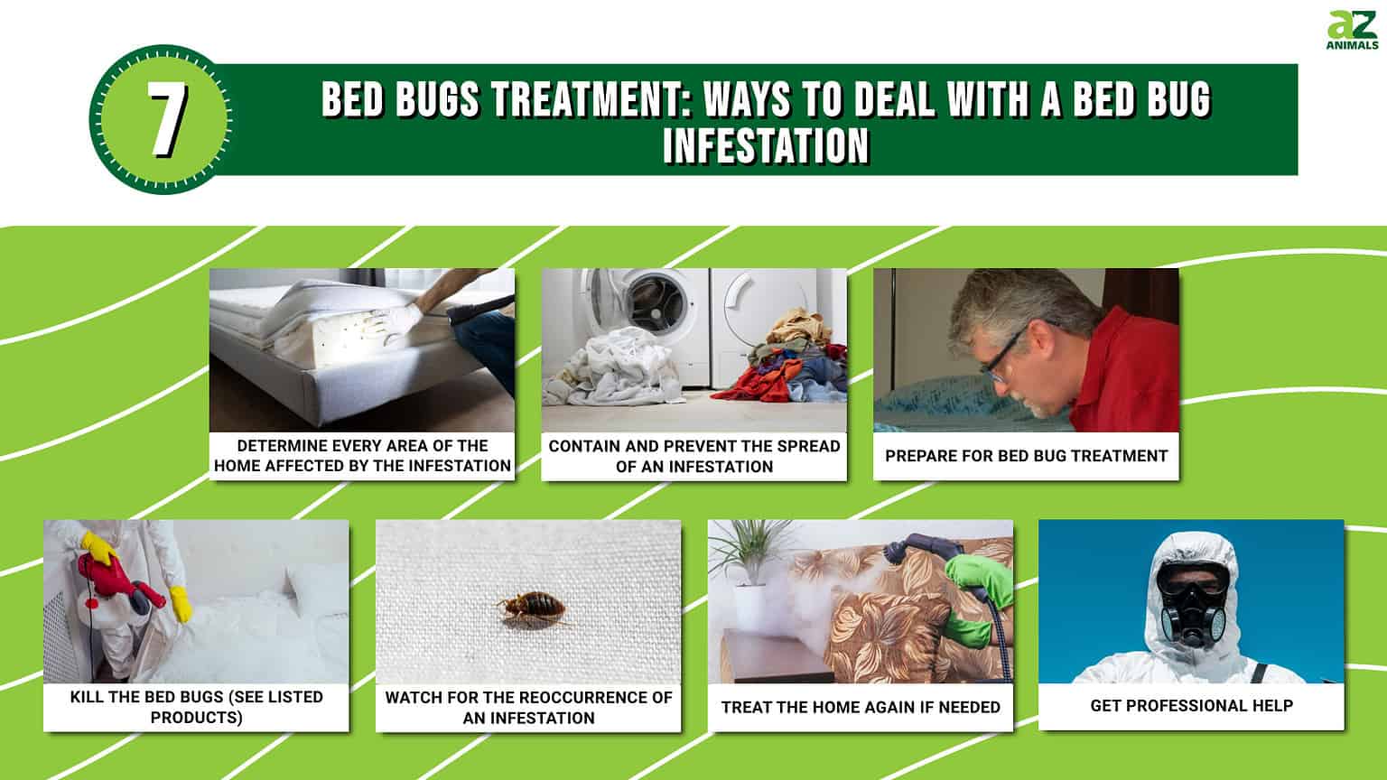Bed Bugs Treatment: 7 Ways to Deal with a Bed Bug Infestation - A-Z Animals