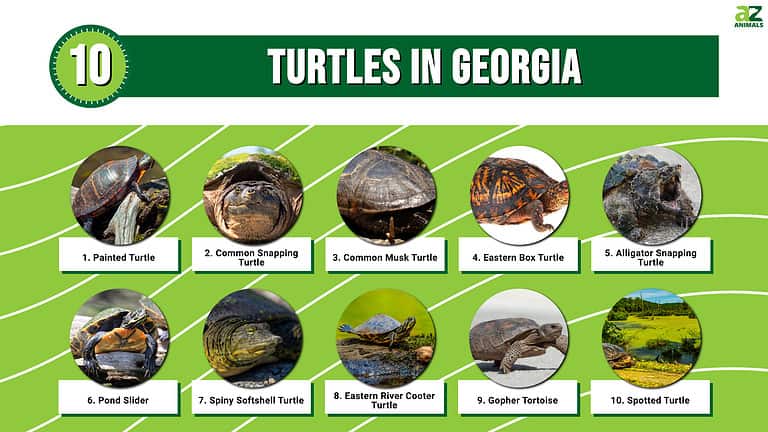 Slow and Steady in the South: 10 Turtles of Georgia - A-Z Animals