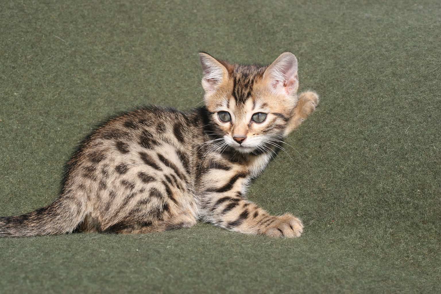 Bengal Cat Progression: Growth Chart, Milestones, and Care Tips - A-Z ...