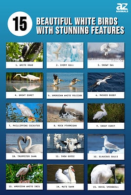 The Beauty of White Birds: 15 Different Types and Their Stunning ...