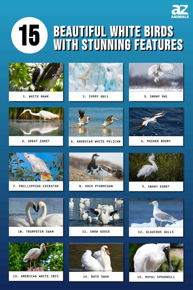 The Beauty of White Birds: 15 Different Types and Their Stunning ...