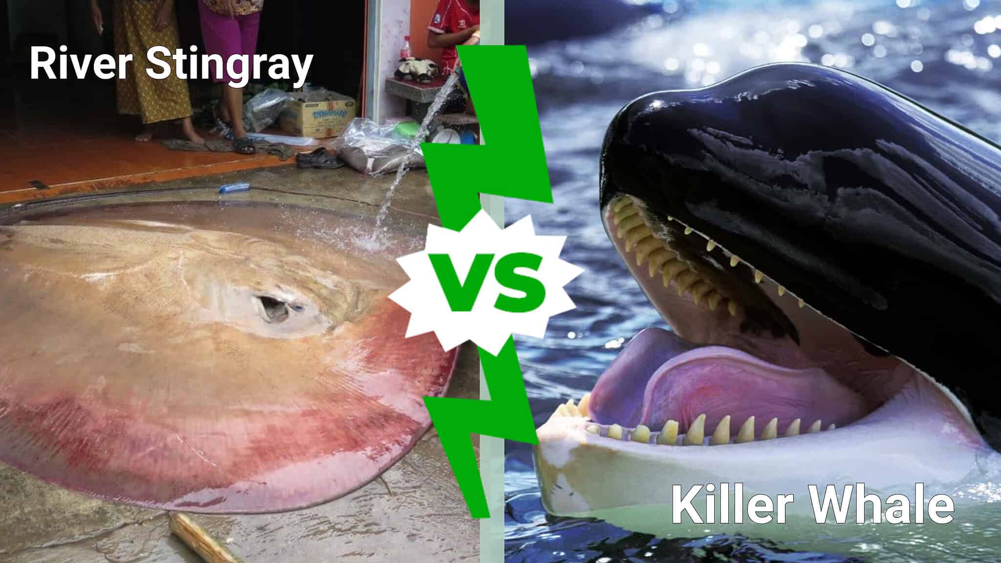 Deep Sea Battles: Can the World's Largest Stingray Take Down a Killer ...