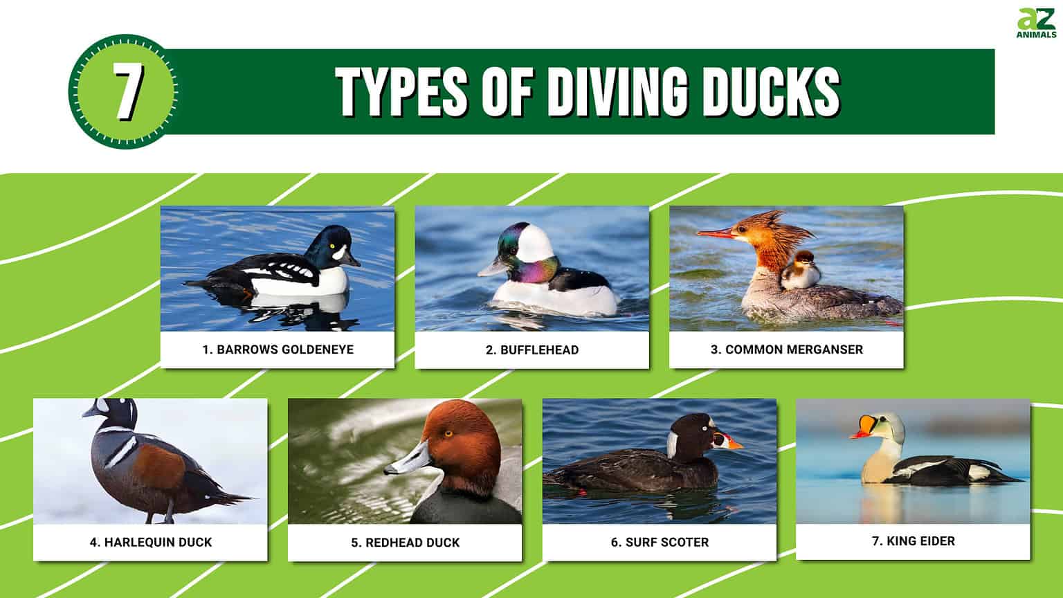 7 Types of Diving Ducks - A-Z Animals