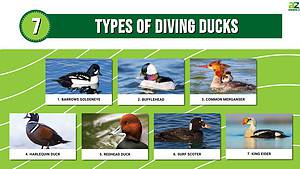 7 Types of Diving Ducks - A-Z Animals