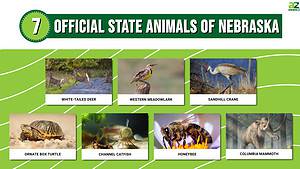 Discover the 7 Official State Animals of Nebraska - A-Z Animals