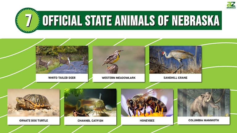 Discover the 7 Official State Animals of Nebraska - A-Z Animals