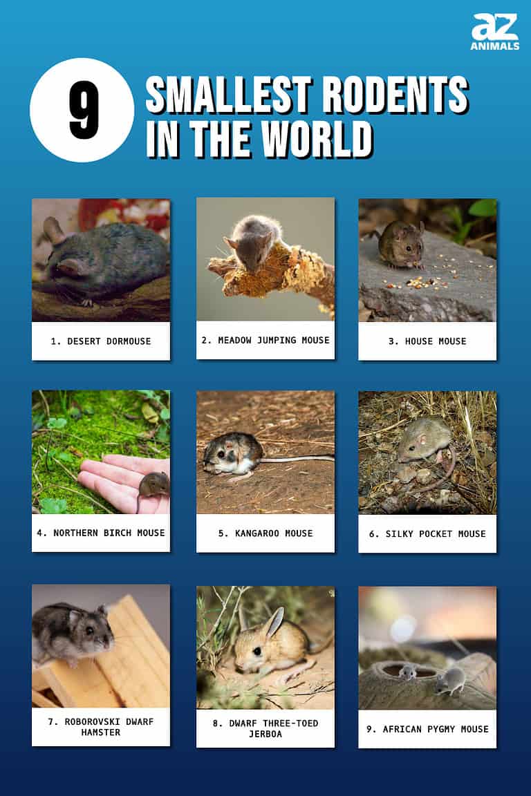 9 Smallest Rodents in the World - A-Z Animals