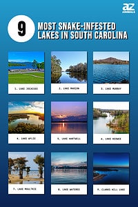 The Most Snake-Infested Lakes in South Carolina - A-Z Animals