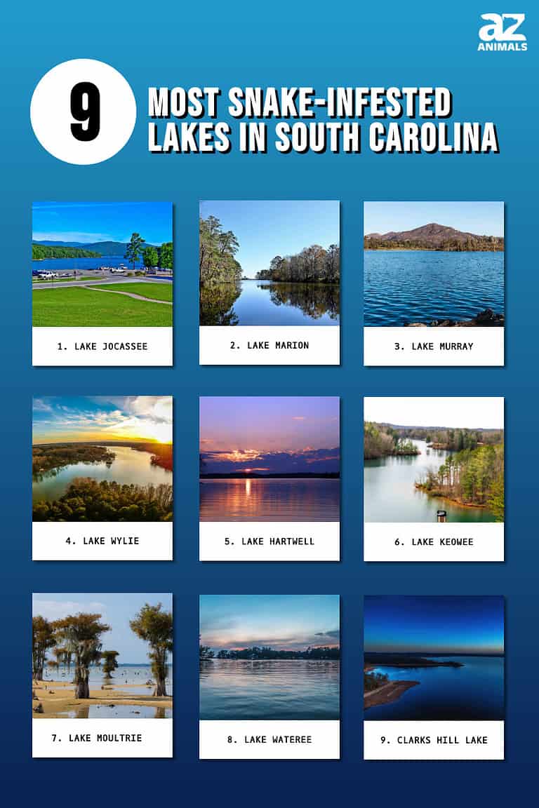 The Most Snake-Infested Lakes in South Carolina - A-Z Animals