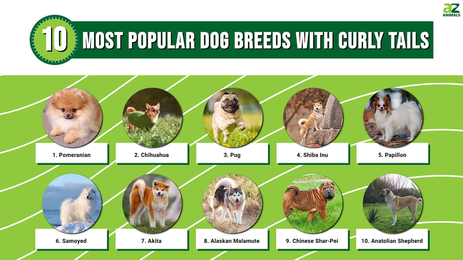Discover the 10 Most Popular Dog Breeds With Curly Tails - A-Z Animals