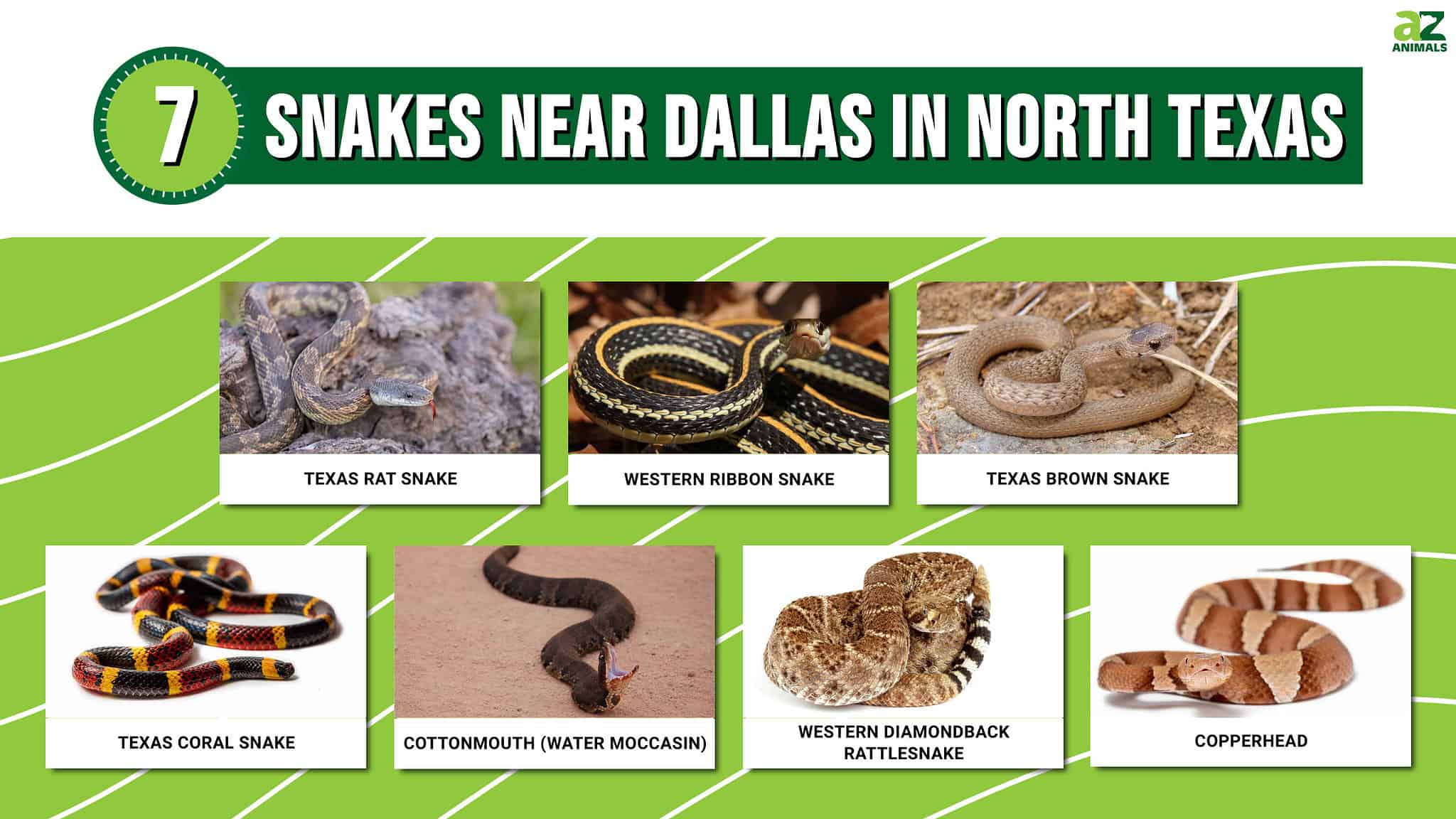 7 Snakes Near Dallas in North Texas - A-Z Animals