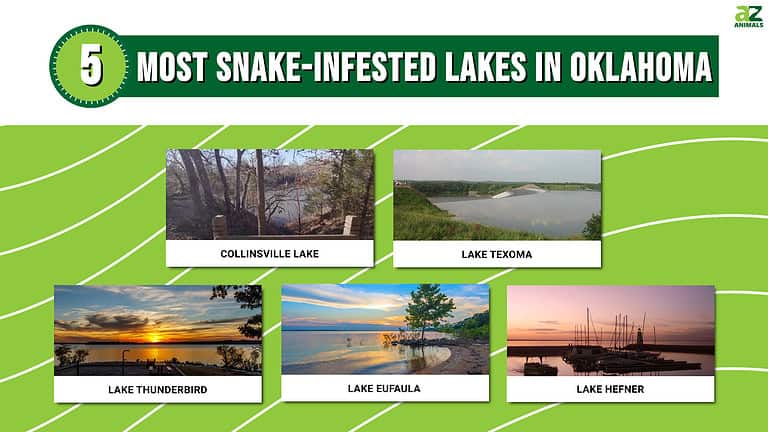 The Most Snake-Infested Lakes in Oklahoma - A-Z Animals